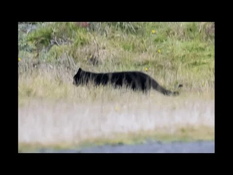 Black American Tiger | Cryptid Wiki | Fandom