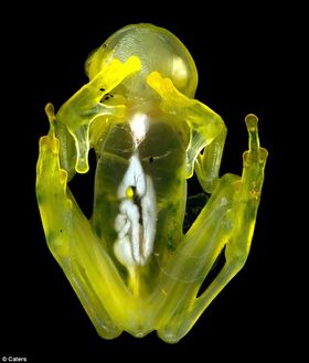 Flashlight Frog | Cryptid Wiki | Fandom