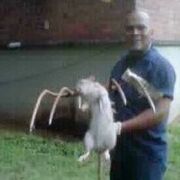 Giant Rat | Cryptid Wiki | Fandom