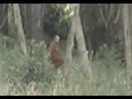 Yowie | Cryptid Wiki | Fandom