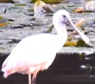 Northern Spoonbill | Cryptid Wiki | Fandom