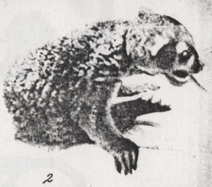 Hyatt Verill Sun Dog | Cryptid Wiki | Fandom