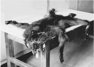 Andean Wolf | Cryptid Wiki | Fandom