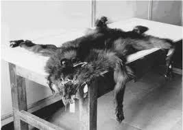 Andean Wolf | Cryptid Wiki | Fandom