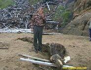 Sakhalin Island Sea Wolf | Cryptid Wiki | Fandom