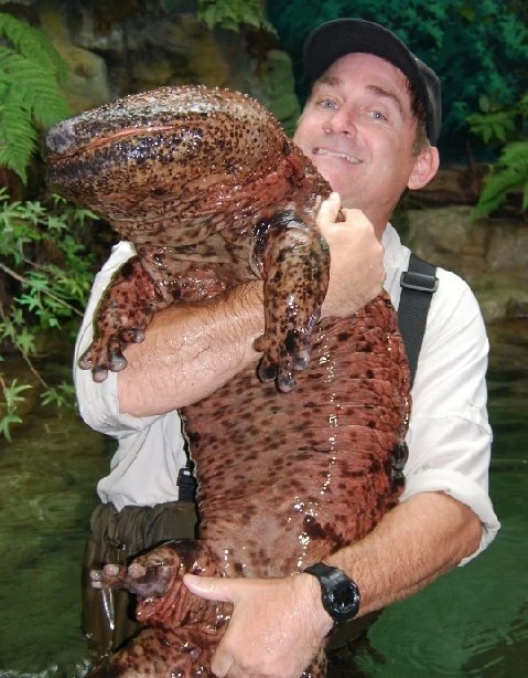 Trinity Alps Giant Salamander | Cryptid Wiki | Fandom