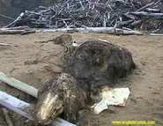 Sakhalin Island Sea Wolf | Cryptid Wiki | Fandom