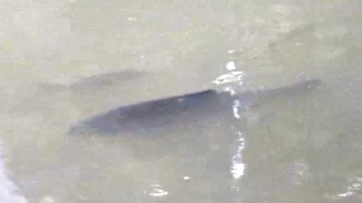 Hissie | Cryptid Wiki | Fandom