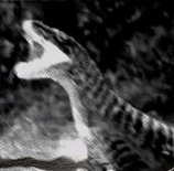 Kasai Rex | Cryptid Wiki | Fandom