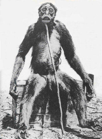 De Loys' Ape | Cryptid Wiki | Fandom