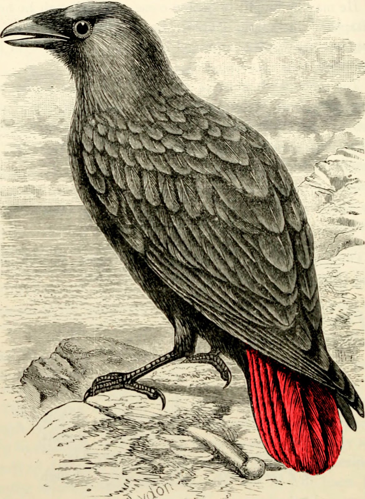 British Columbia's Giant Raven | Cryptid Wiki | Fandom
