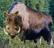 Beast of Dean | Cryptid Wiki | Fandom