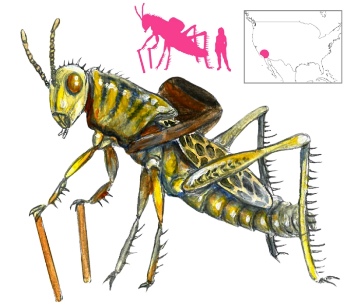 Haakapainiži | Cryptid Wiki | Fandom