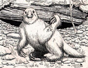 Cryptid Wiki | Fandom