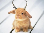 Jackalope | Cryptid Wiki | Fandom