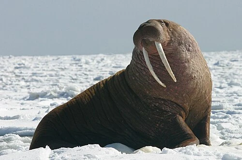 Austral walrus | Cryptid Wiki | Fandom