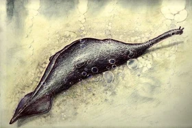 Mulilo Slug | Cryptid Wiki | Fandom
