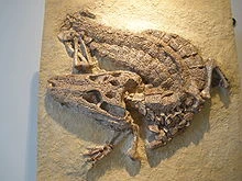 Category:Alligator | Cryptid Wiki | Fandom