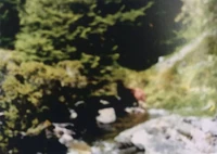 Moa | Cryptid Wiki | Fandom