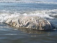 Brosno Dragon | Cryptid Wiki | Fandom