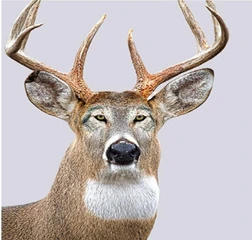 Not Deer | Cryptid Wiki | Fandom