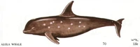 Field Guide of Whales and Dolphins | Cryptid Wiki | Fandom