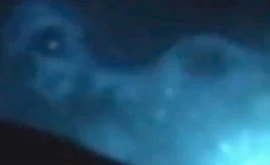 Micro-Mermaid | Cryptid Wiki | Fandom