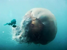 Giant Jellyfish | Cryptid Wiki | Fandom