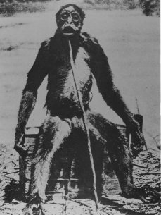 De Loys Ape | CryptoWiki | Fandom