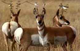 Antennnalope | CryptoWiki | Fandom