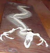 Tatzelwurm | Cryptid Wiki | Fandom