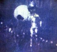 Cryptid Photographs | Cryptid Wiki | Fandom