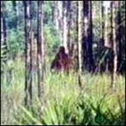 Skunk Ape | Cryptid Wiki | Fandom