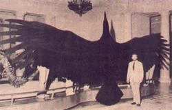 Thunderbird | Cryptid Wiki | Fandom