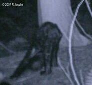 Cryptid Photographs | Cryptid Wiki | Fandom