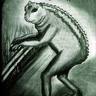 Loveland Frog | Cryptid Wiki | Fandom