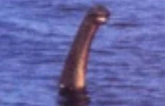 Cryptid Photographs | Cryptid Wiki | Fandom