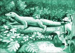 Megalania | Cryptid Wiki | Fandom