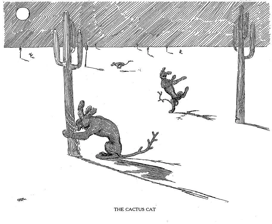 Cactus cat | Cryptozoology-pedia Wikia | Fandom