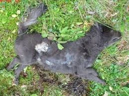 Maine mutant | Cryptozoology-pedia Wikia | Fandom