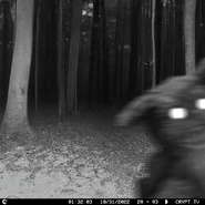 The Scamp Collection | CryptTV Wiki | Fandom