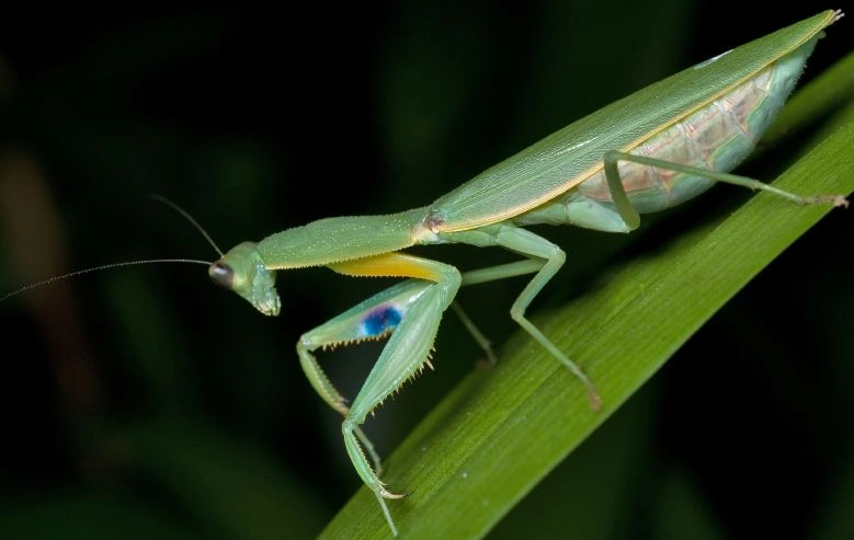 New Zealand Mantis and Springbok Mantis | C.Syde's Wiki | Fandom