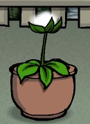Flowers/Gallery | Rusty Lake Wiki | Fandom