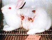 Test de Draize | Cuidame Hermano Wiki | Fandom