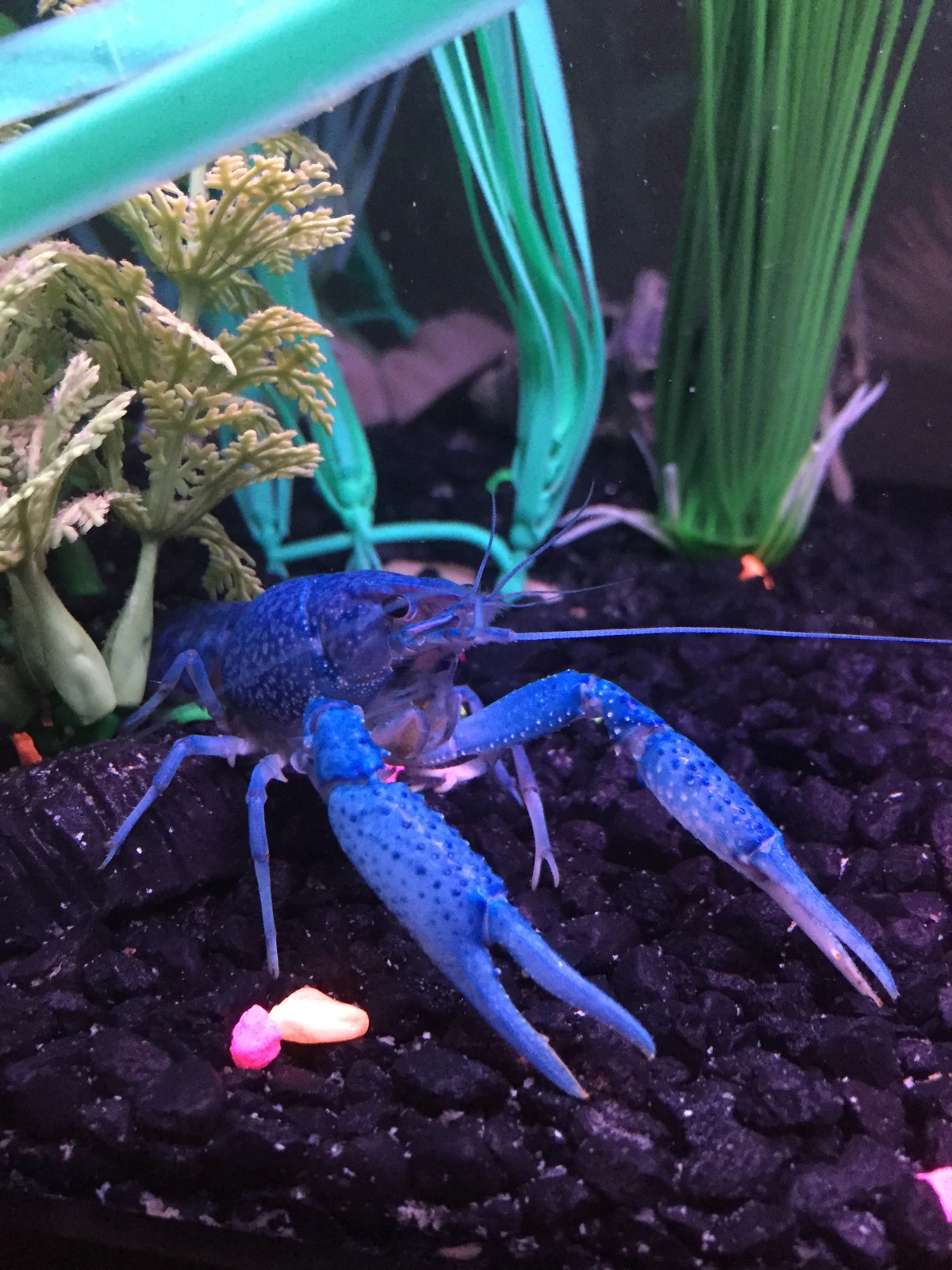 Garnelious, the Lobster | Cult of Chuckianity Wiki | Fandom