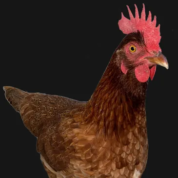 Hennie | Cultio Entertainment Wiki | Fandom