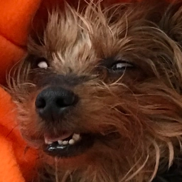 Bdog | Cumulative Immunity Wiki | Fandom