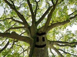 Treetop Troublemakers | Cuphead Fanon Wiki | Fandom