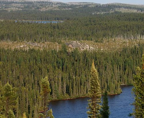 Canidae Forest | Curse of Europe Wiki | Fandom