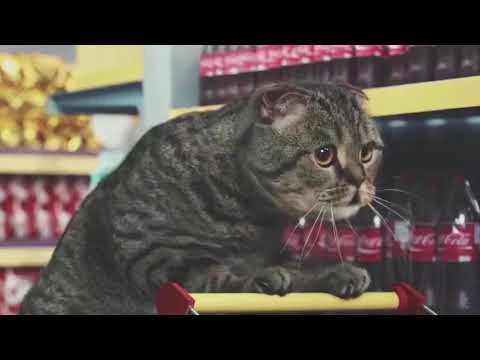 Netto - Cats | Cursed Commercials Wiki | Fandom